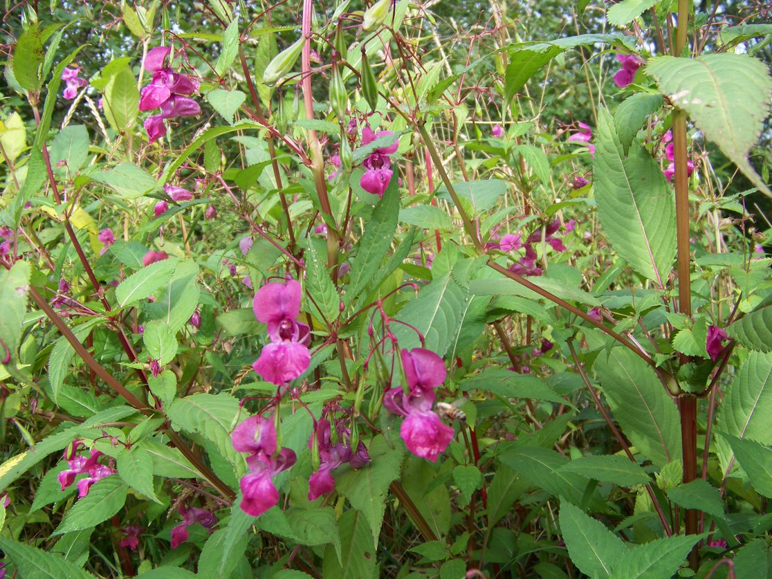 Gardeners urged to curb the spread of invasive plants as part of their ...